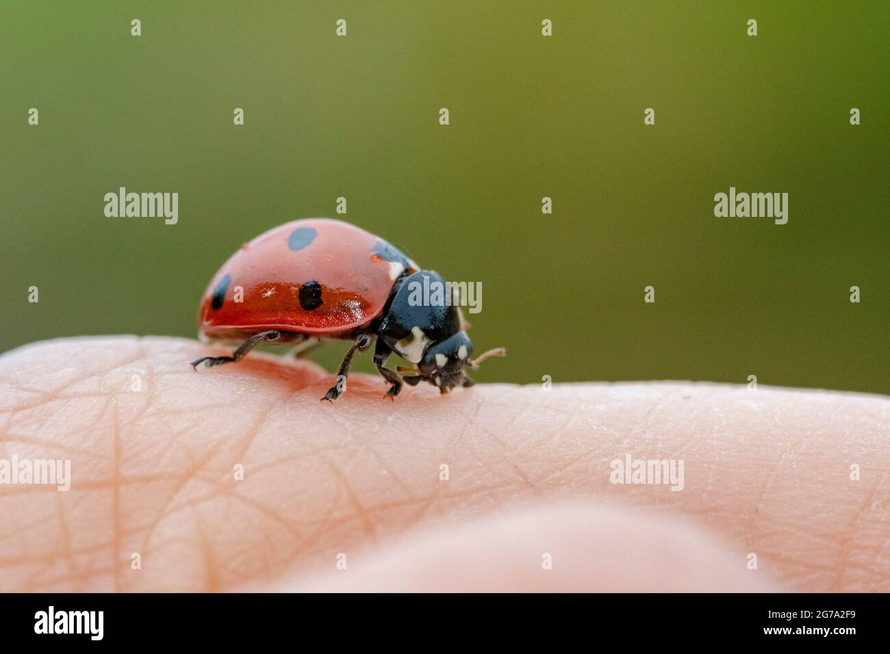 Close up of ladybug above a hand Stock Photo - Alamy