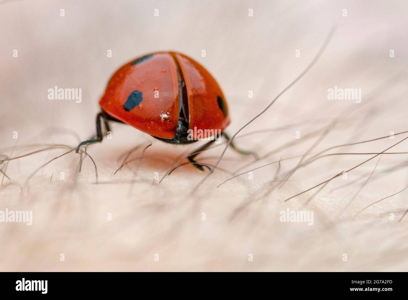 Close-up of a ladybug walking over a human arm Stock Photo - Alamy
