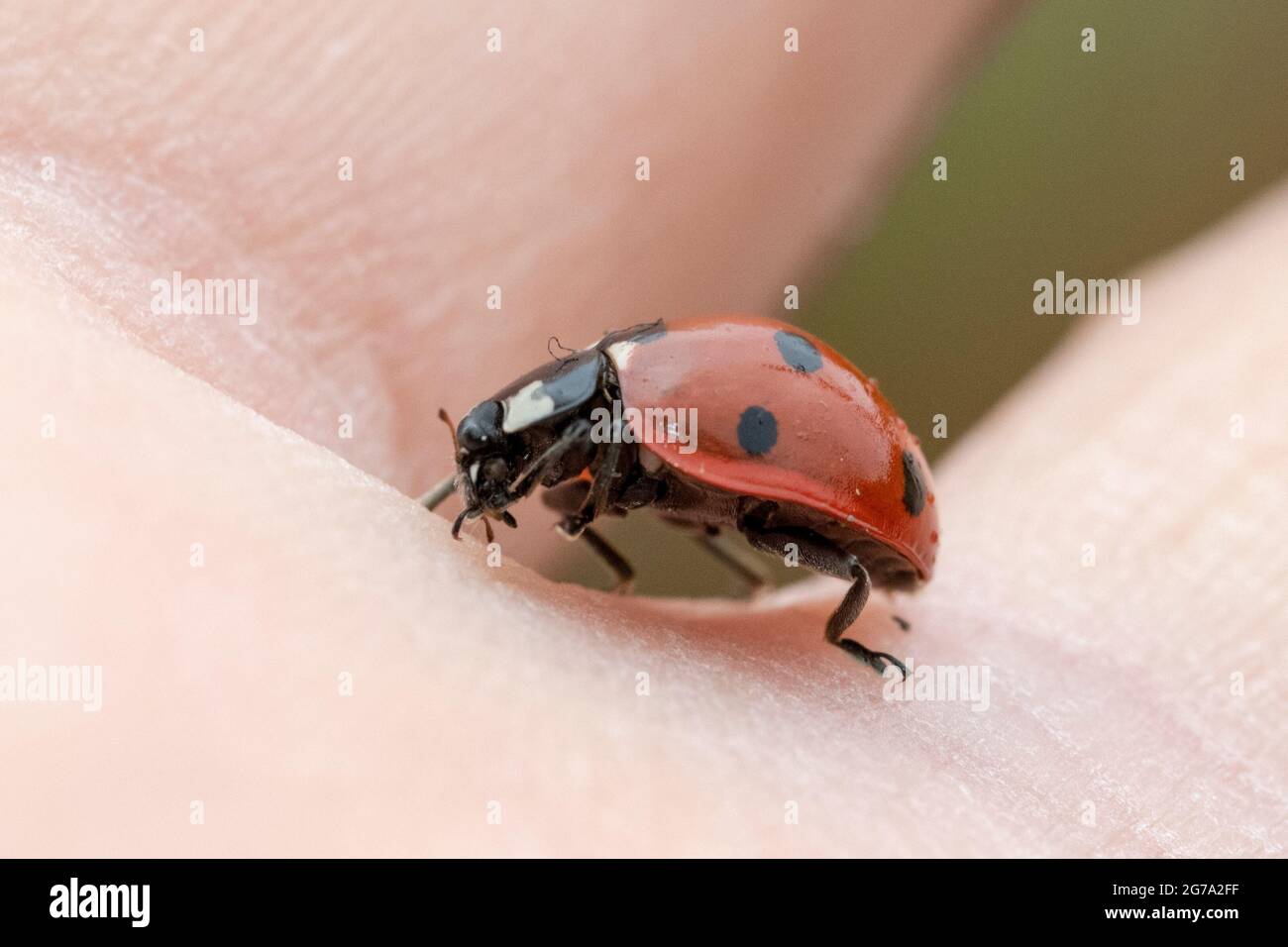 Ladybug hand hi-res stock photography and images - Alamy