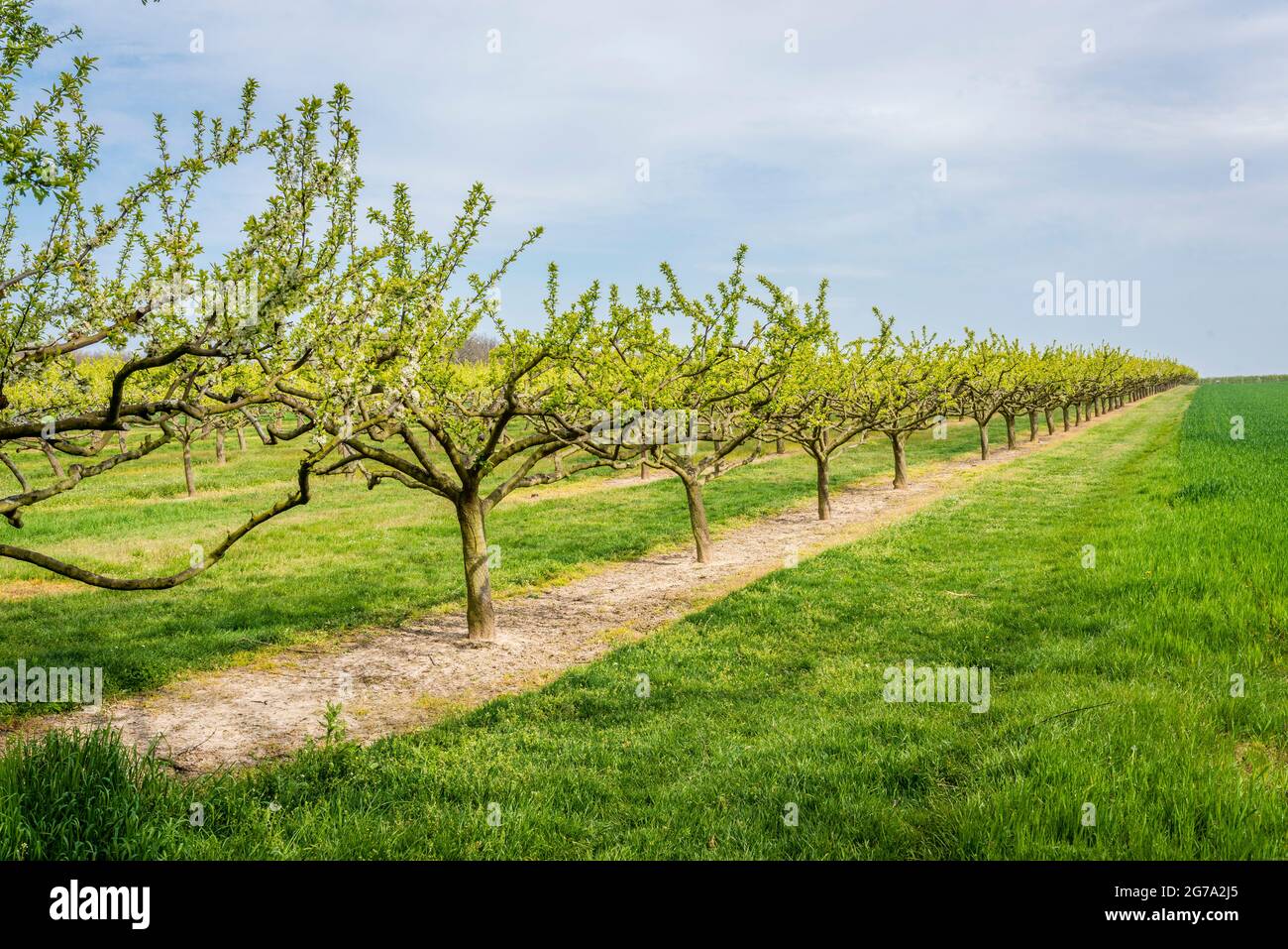 Row of fruit trees hi-res stock photography and images - Alamy