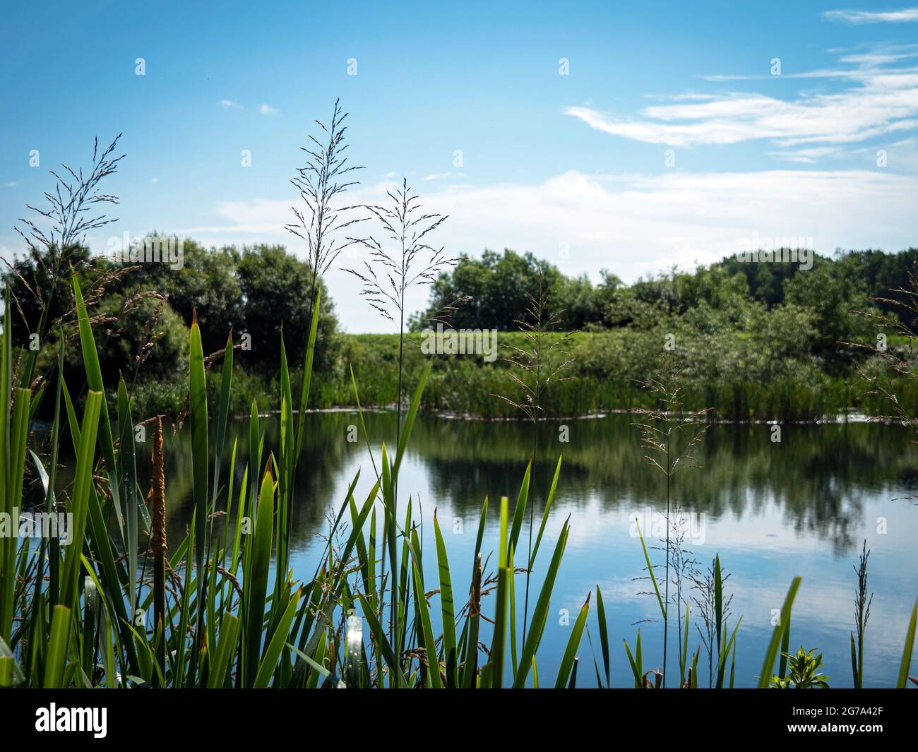 Lake and vegetation at Tophill Low Nature Reserve, East Yorkshire ...