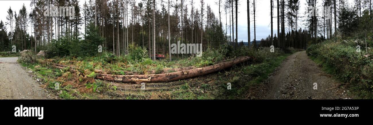 Spruce dieback from bark beetles and drought Stock Photo - Alamy