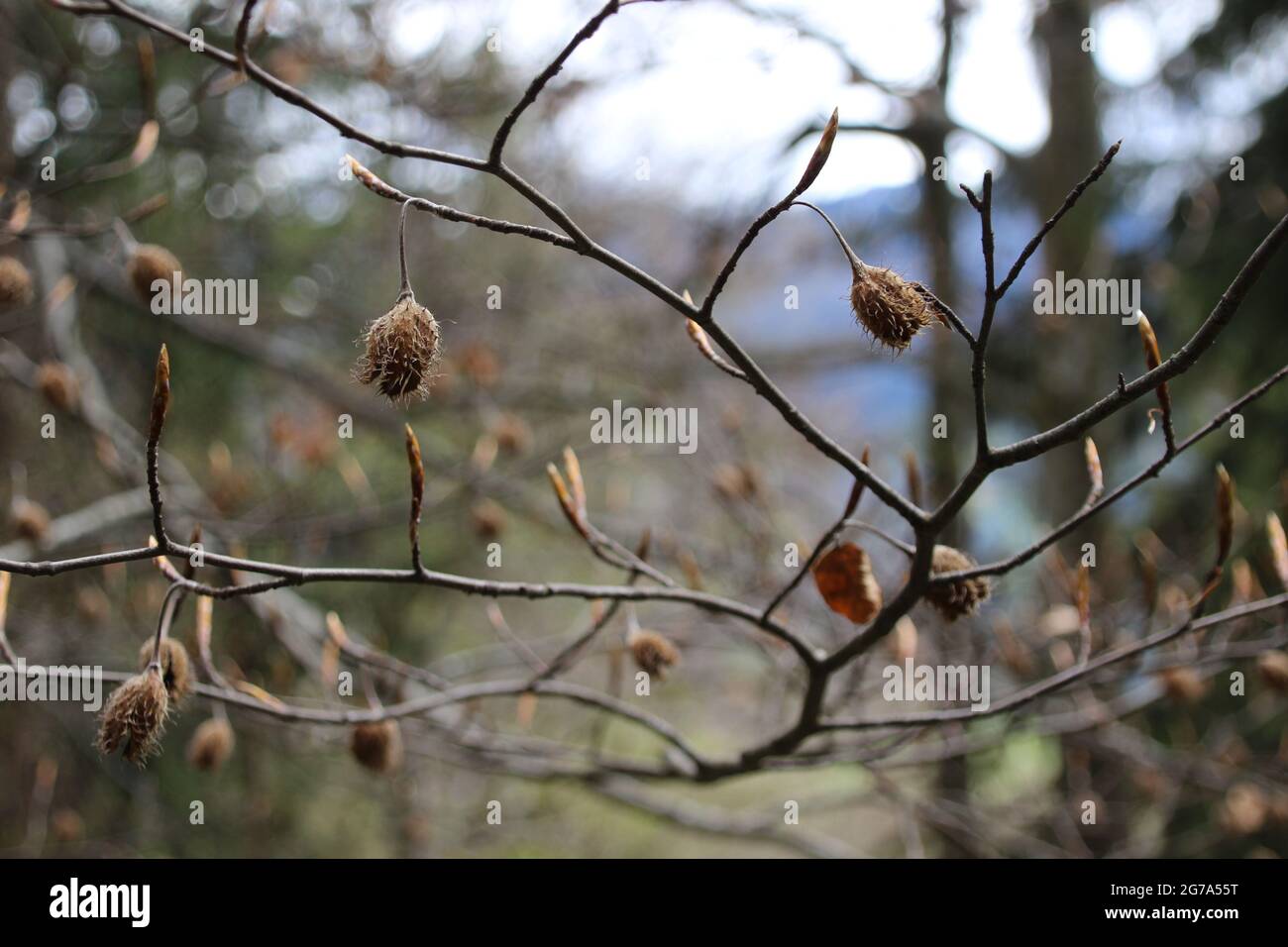 Branch of a beech tree with beechnuts in spring hi-res stock ...