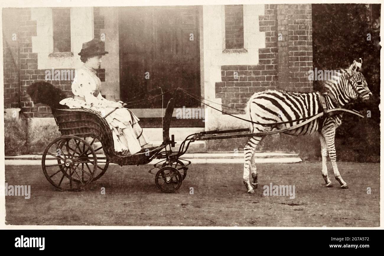 Zebra photograph hi-res stock photography and images - Alamy