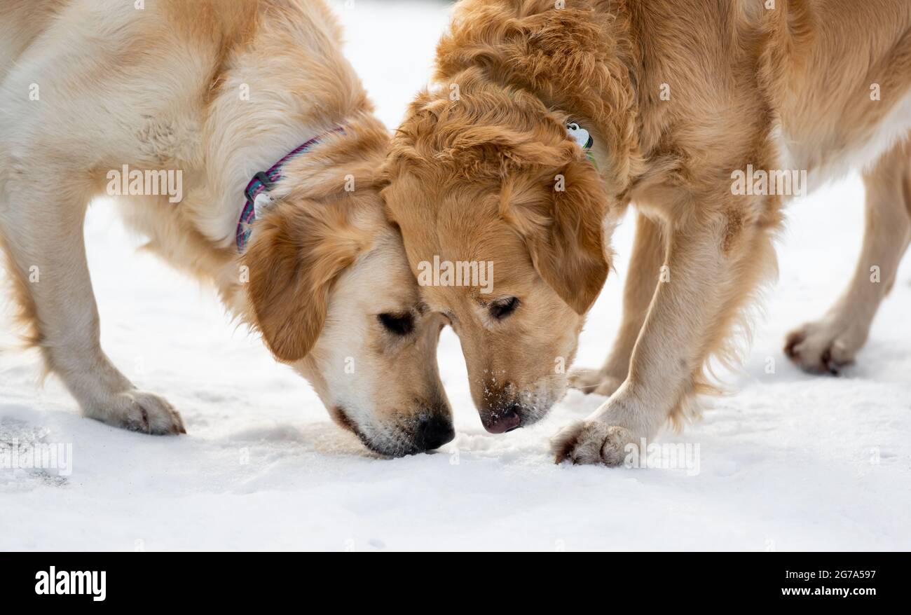 Two golden retriever dogs hi-res stock photography and images - Alamy