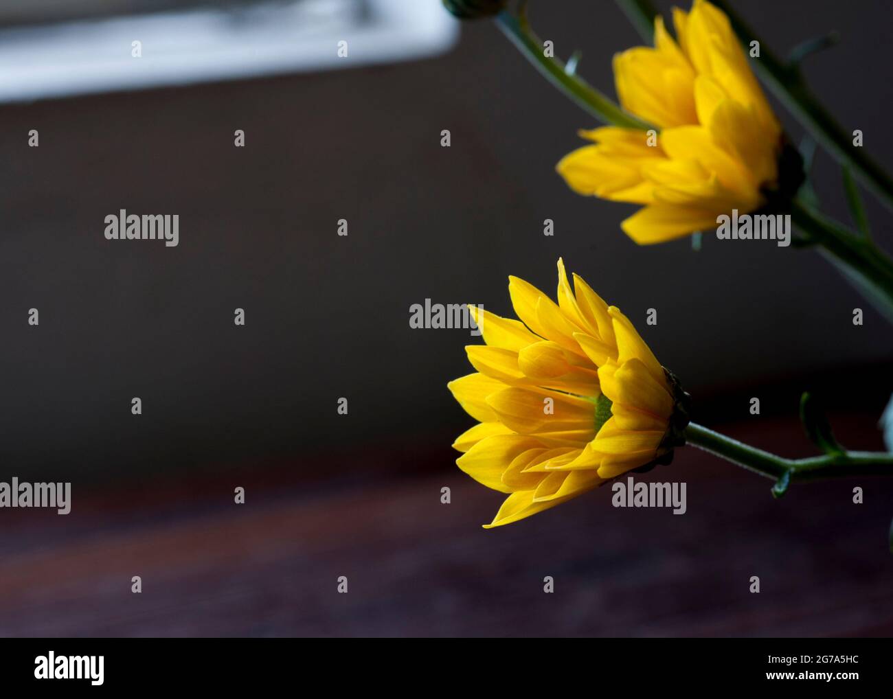 Bush chrysanthemums hi-res stock photography and images - Alamy