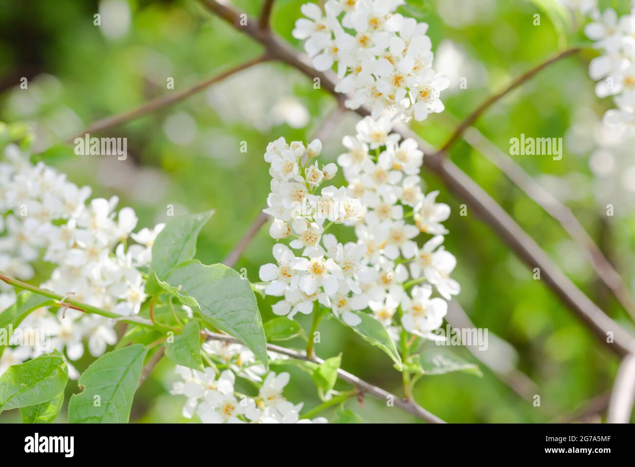 Lots of branches with flowering stalks, used as background or texture ...