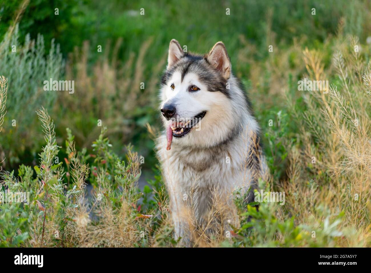 Summer husky portrait Stock Photo - Alamy