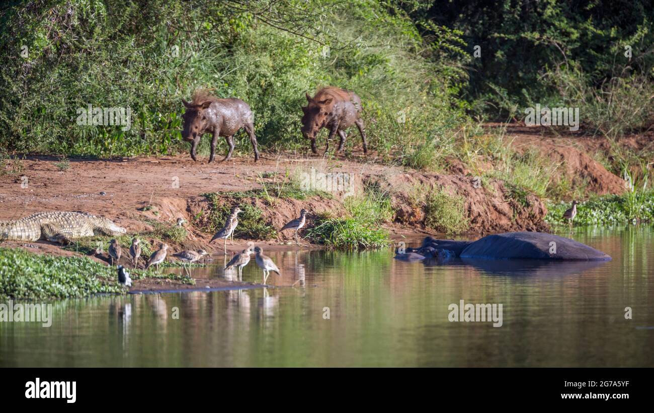 Lake side wildlife in Kruger National park, South Africa; waterbirds ...