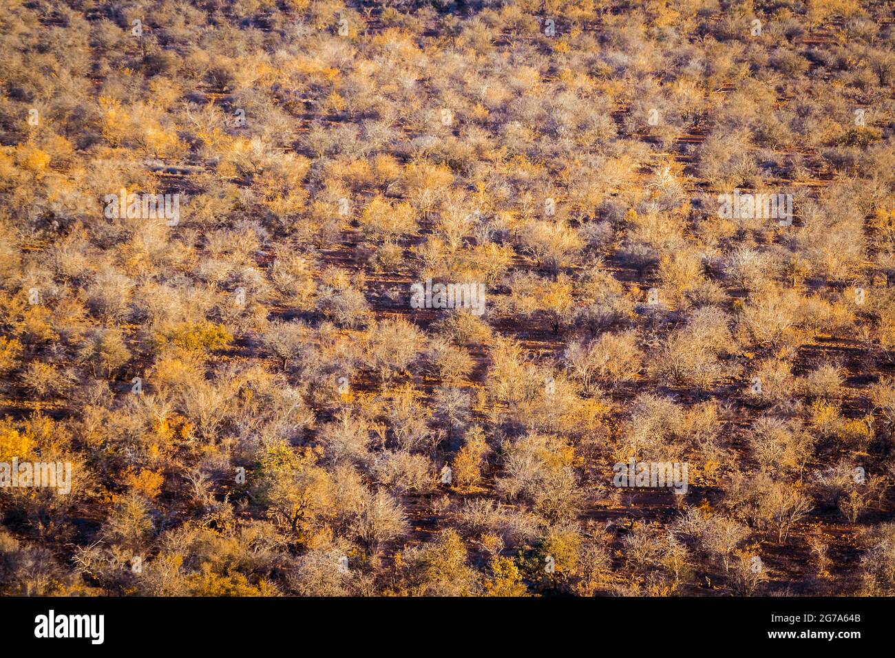 Bushveld in fall colors panorama view in Kruger National park, South ...