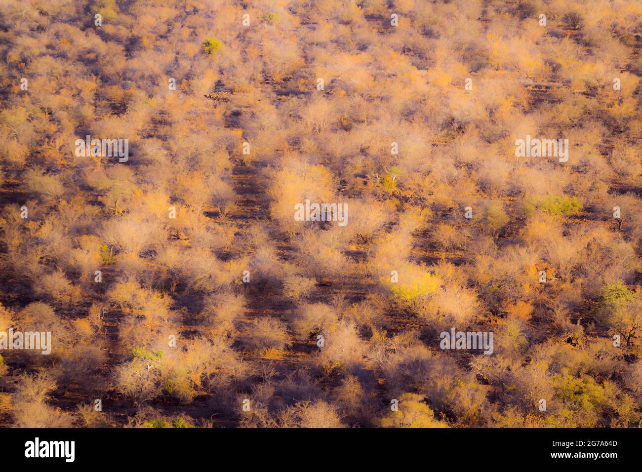 Bushveld in fall colors panorama view in Kruger National park, South ...