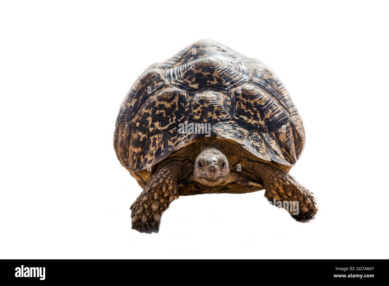 Leopard tortoise walking front view isolated in white background ...