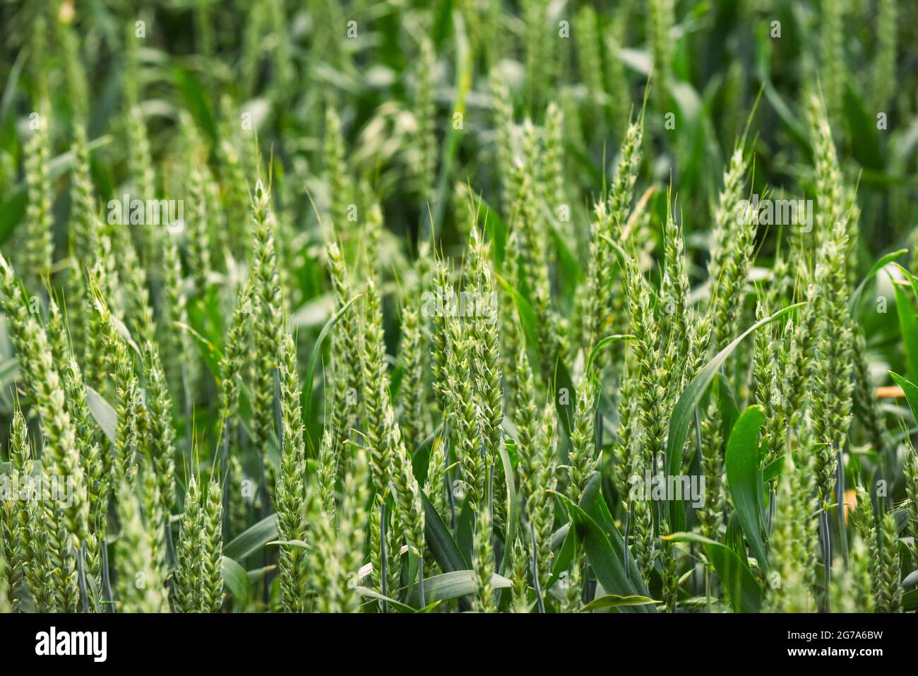 Corn field in sunlight on an agricultural farm growing cereal crop ...