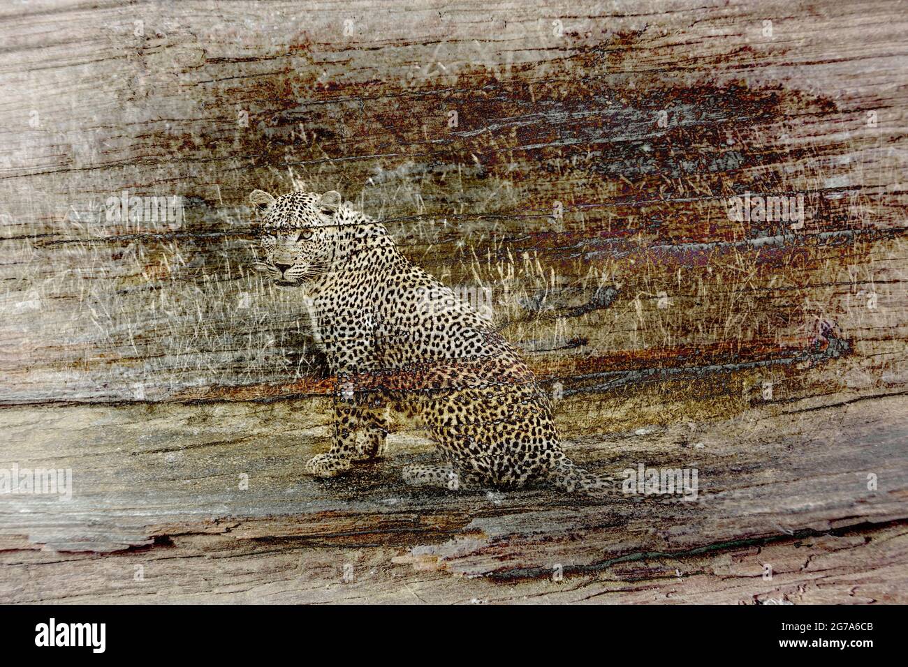 Leopard multiple images with Detail of old wood bark of dry tree ...