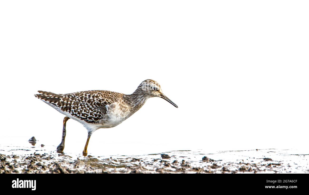 Wood sandpiper isolated in white background ; Specie Tringa glareola ...