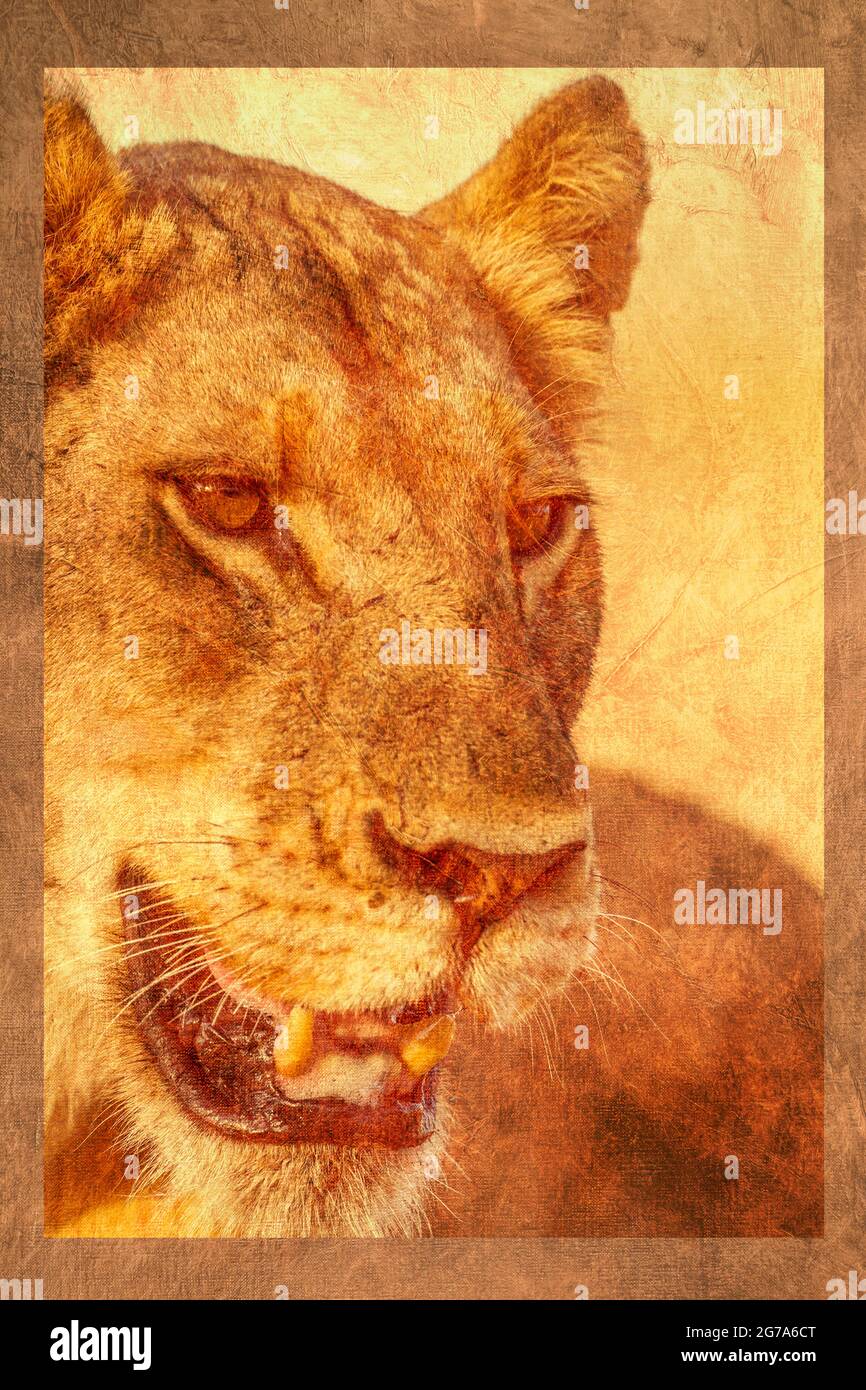 African lioness multiple images with oil painting background ; Specie ...
