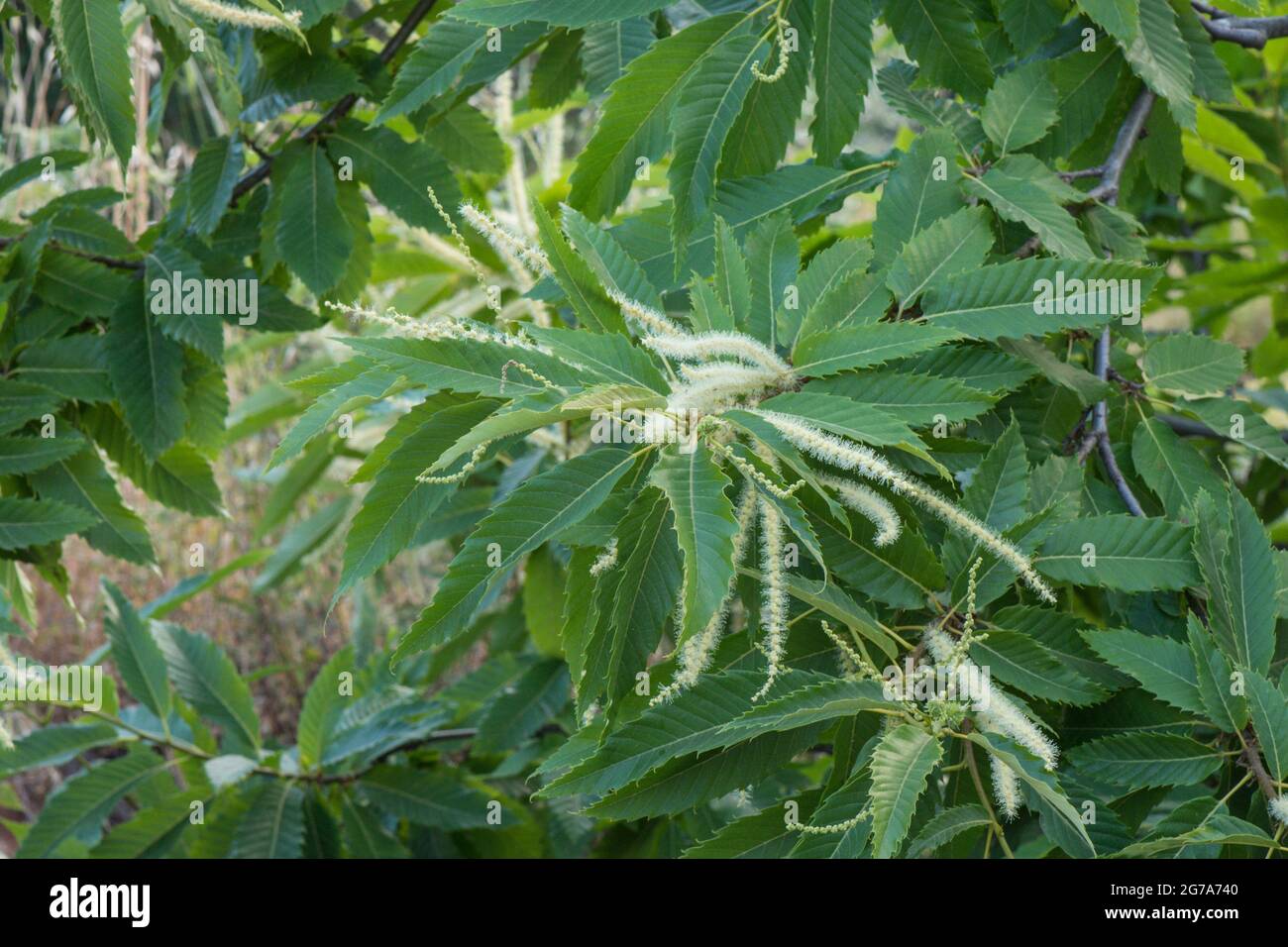 Chestnut catkins hi-res stock photography and images - Alamy