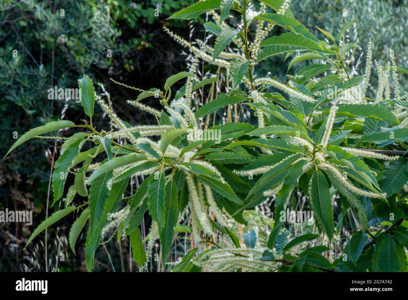 Foliage of blooming Sweet chestnut catkins, male flowers Stock Photo ...