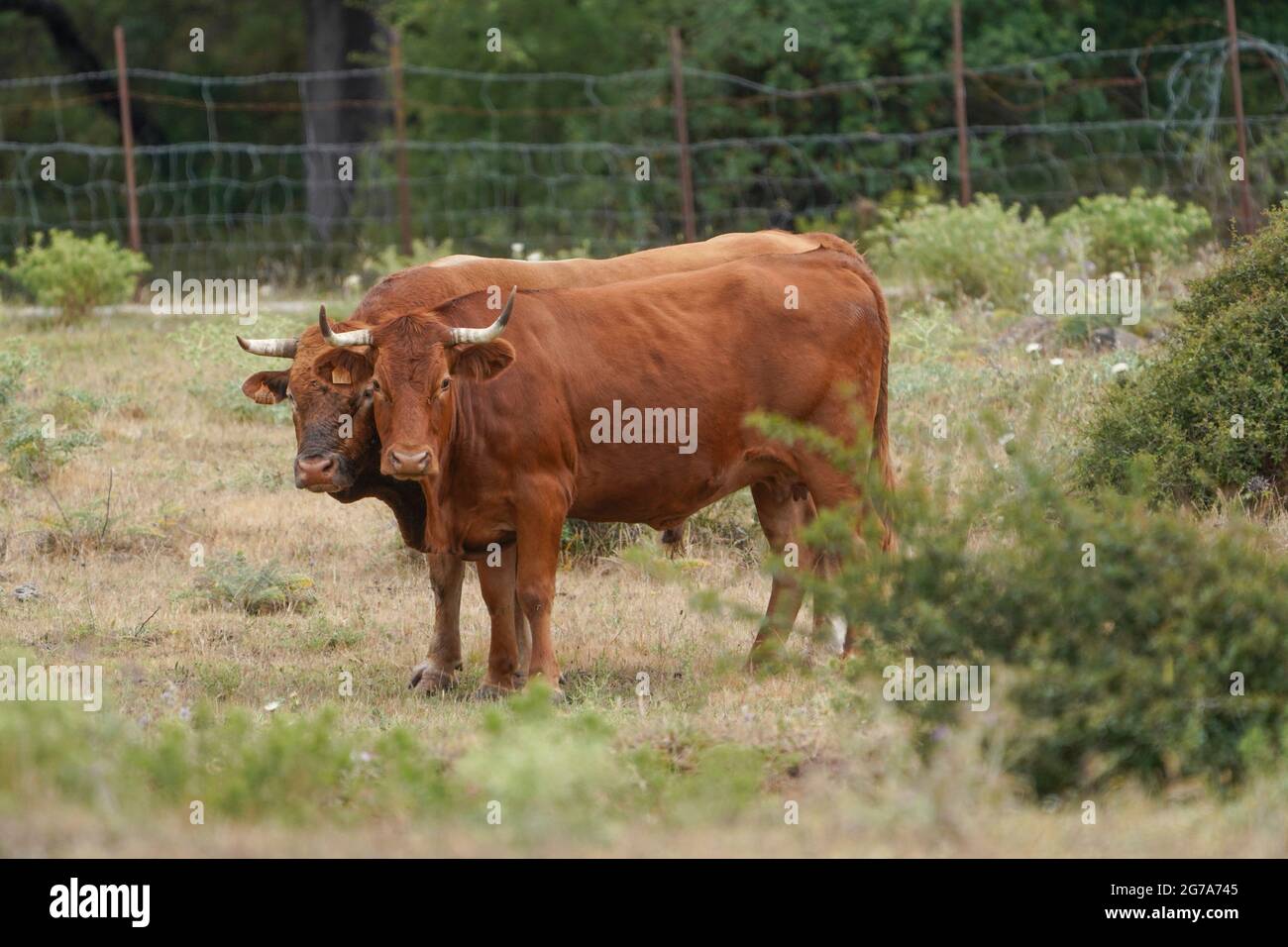 Bull and a cow hi-res stock photography and images - Alamy