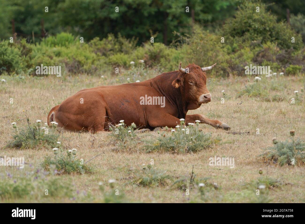 Spain andalusia bull cattle cow hi-res stock photography and images - Alamy