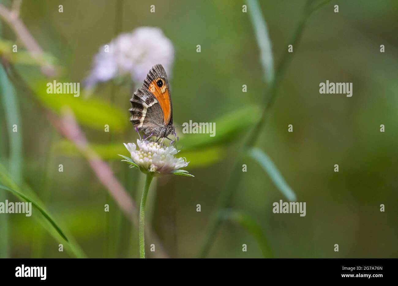 Spanish gatekeeper, Nymphalidae Pyronia bathseba, butterfly, Andalusia ...