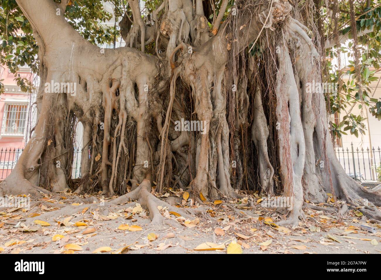 Roots of a Moreton Bay fig, Australian banyan Ficus, macrophylla ...