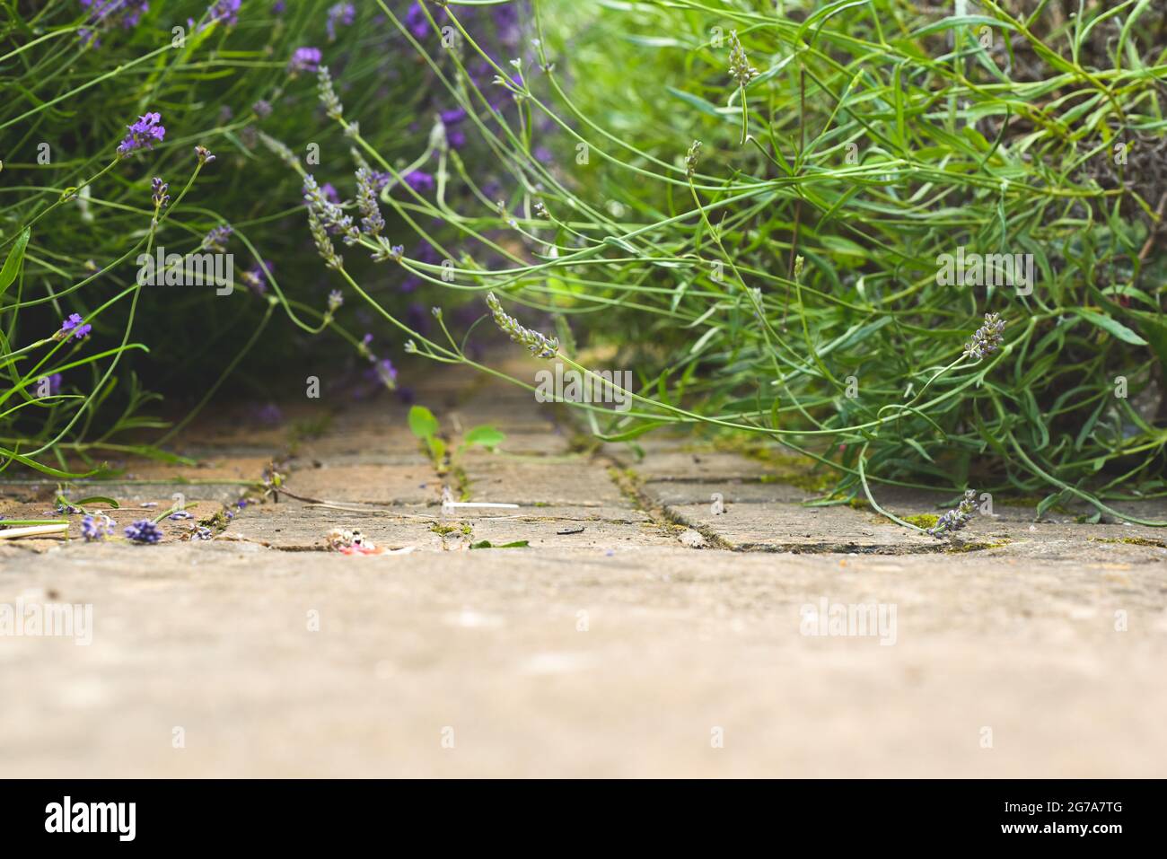 Garden from ground perspective hi-res stock photography and images - Alamy