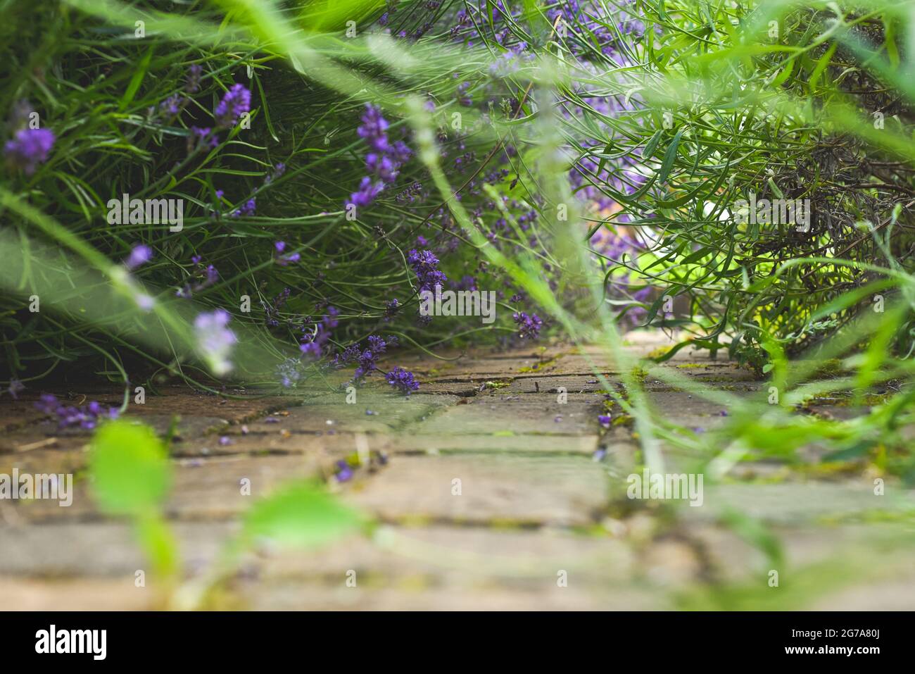 Low angle view of garden footpath from ground level Stock Photo - Alamy
