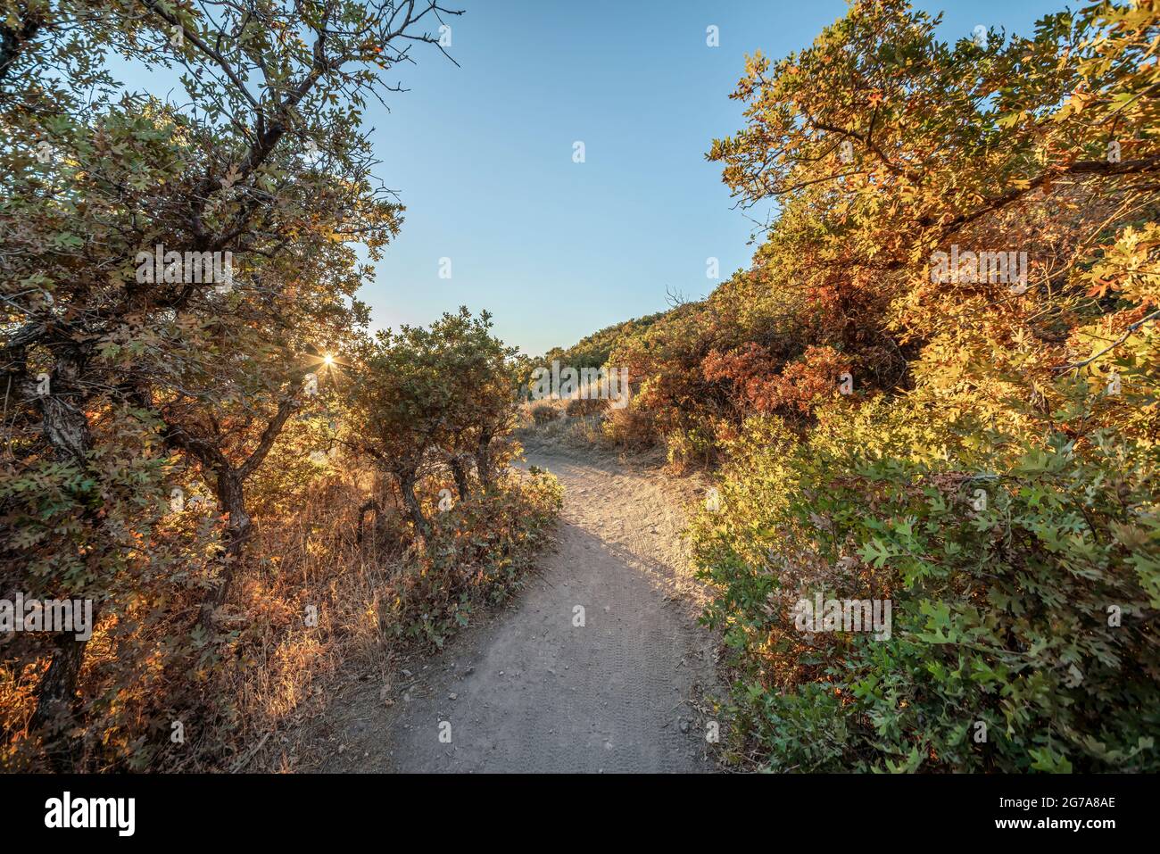 Wasatch mountain trails with trees and shrubs covering the sunlight ...