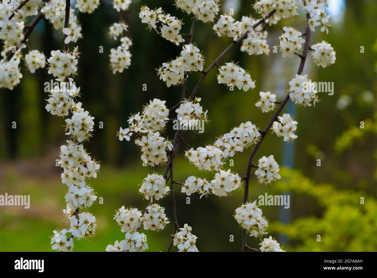 Flowers on a plum tree in spring, selective sharpness, sharpness in the ...