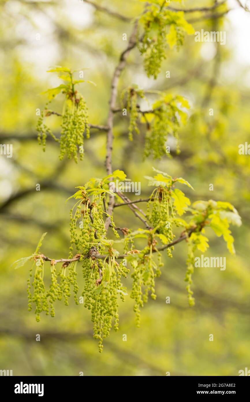 Oak Tree Blossom, blurred nature background Stock Photo - Alamy