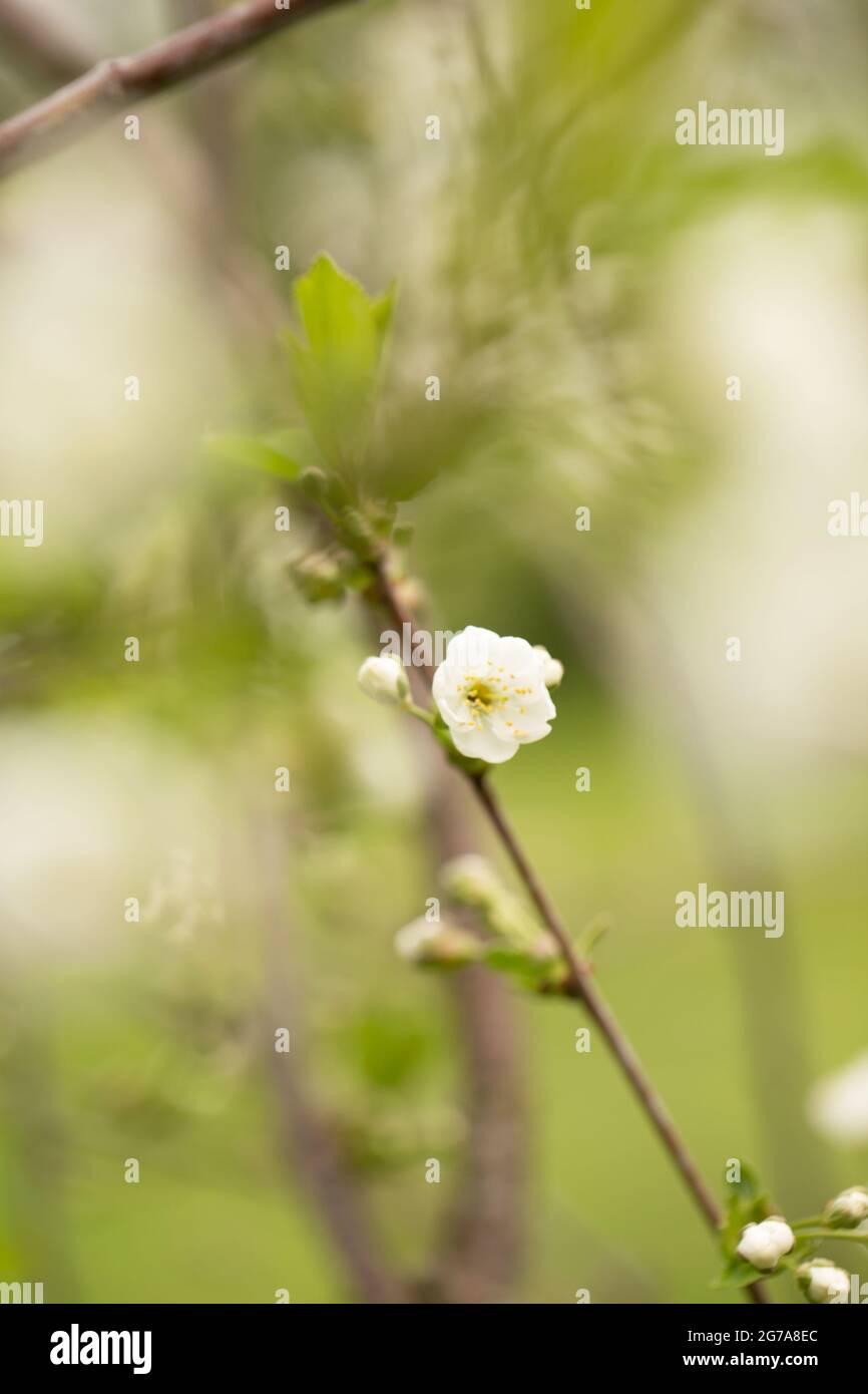 Cherry blossom, white open flower, blurred natural background Stock ...