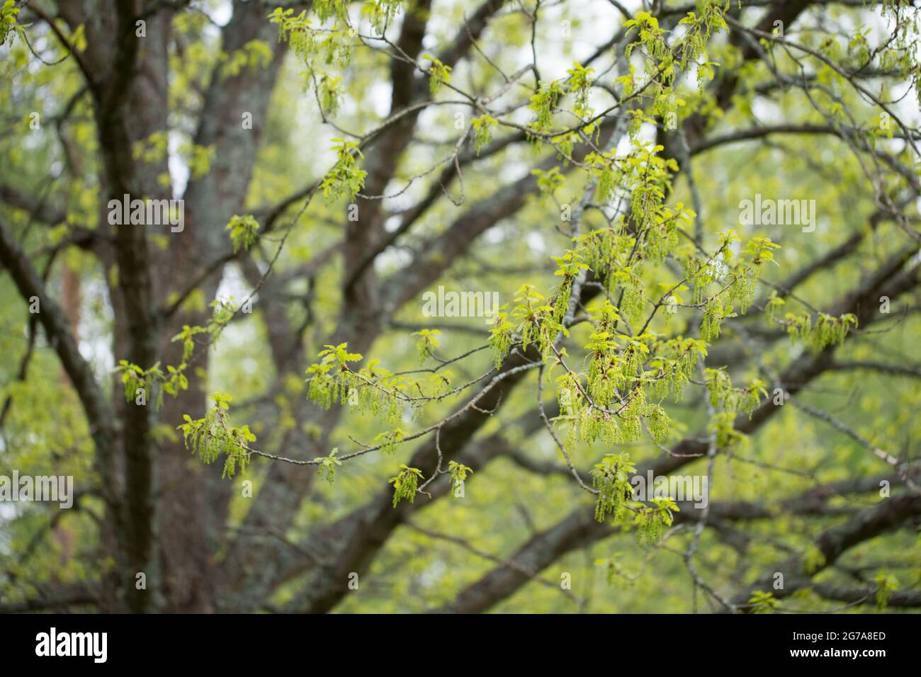 Oak tree flower High Resolution Stock Photography and Images - Alamy
