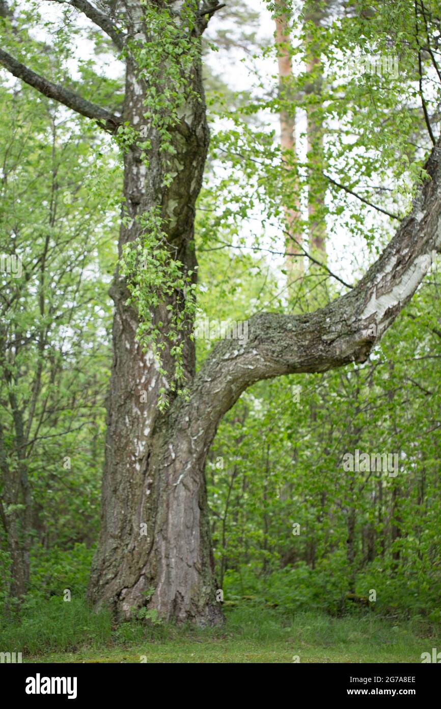 Outdoor birch tree hi-res stock photography and images - Alamy