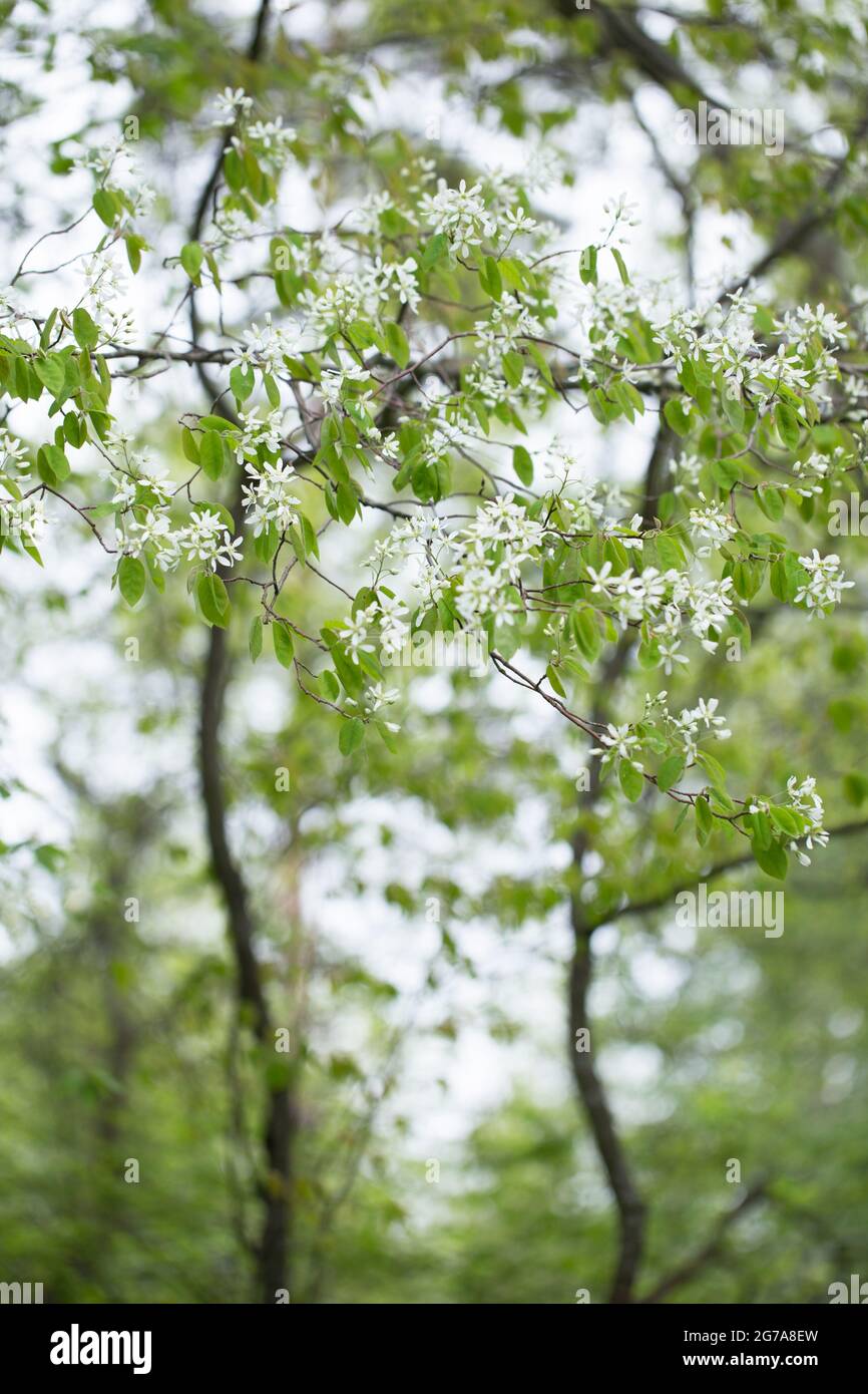 Serviceberry hi-res stock photography and images - Alamy