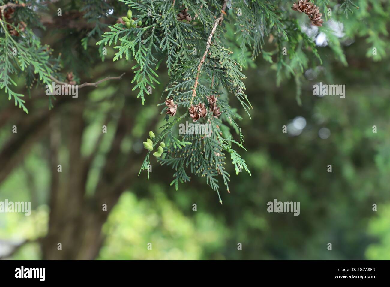 Western Red-cedar, Thuja plicata Stock Photo - Alamy