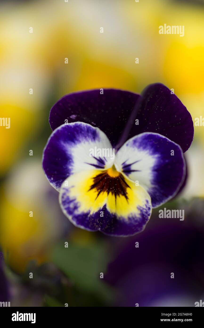 Intense colors hi-res stock photography and images - Alamy