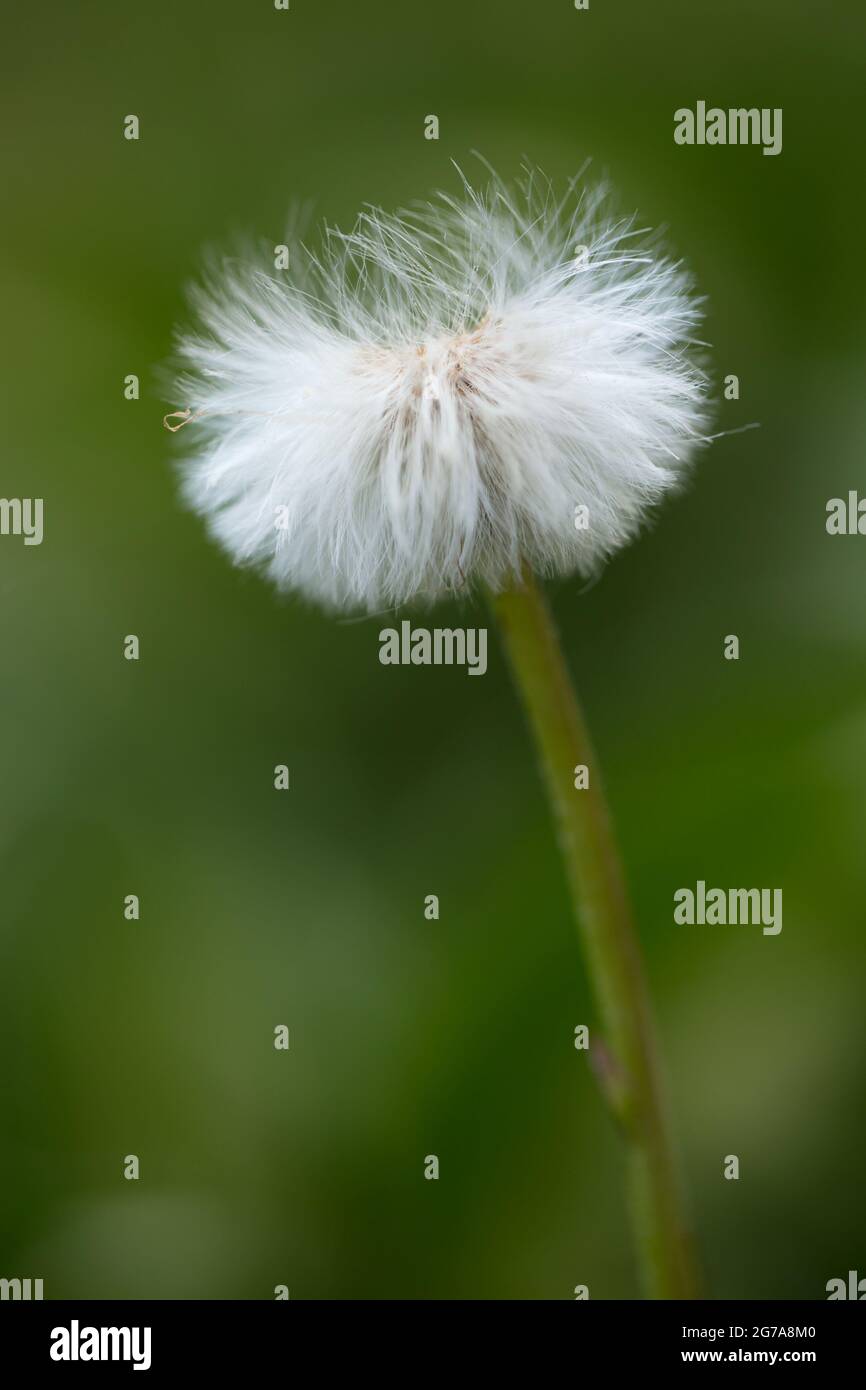 Hawkbit hi-res stock photography and images - Alamy