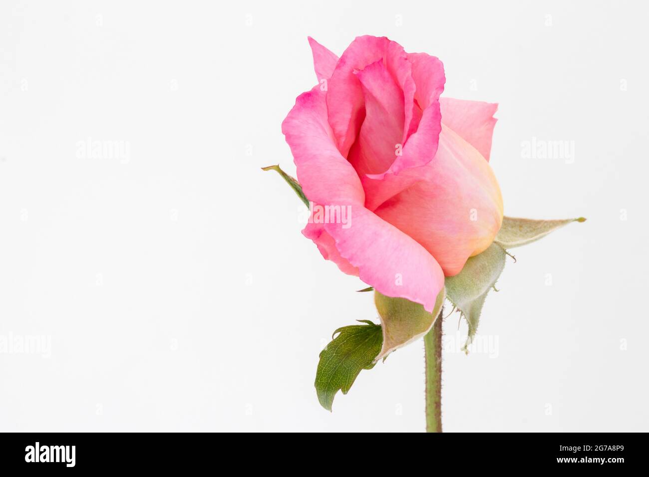 Closeup image of a Rosa (Rose) 'Compassion' Stock Photo - Alamy