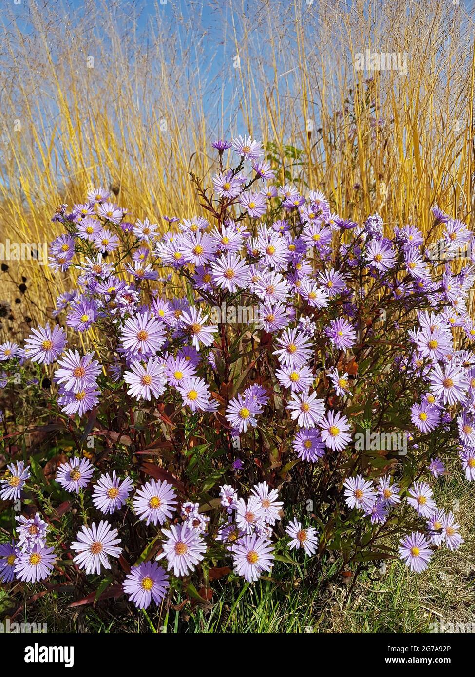 Asters Grassland