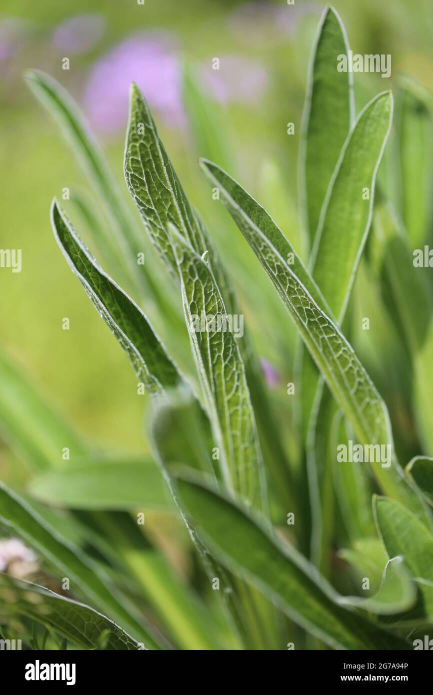 Foxglove leaves hi-res stock photography and images - Alamy