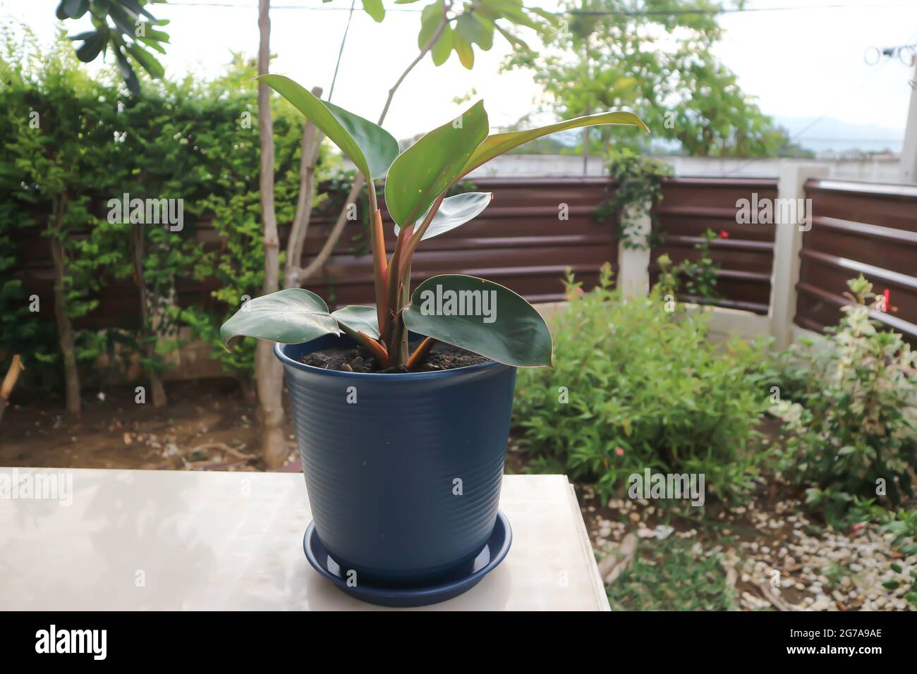 Philo red congo hi-res stock photography and images - Alamy