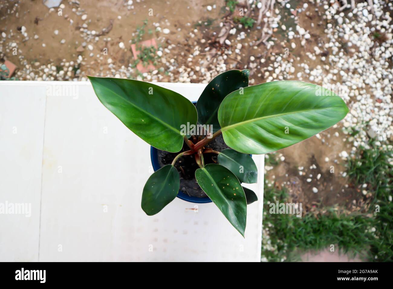 PHILODENDRON ROJO CONGO, Philodendron red congo or Philodendron or ...