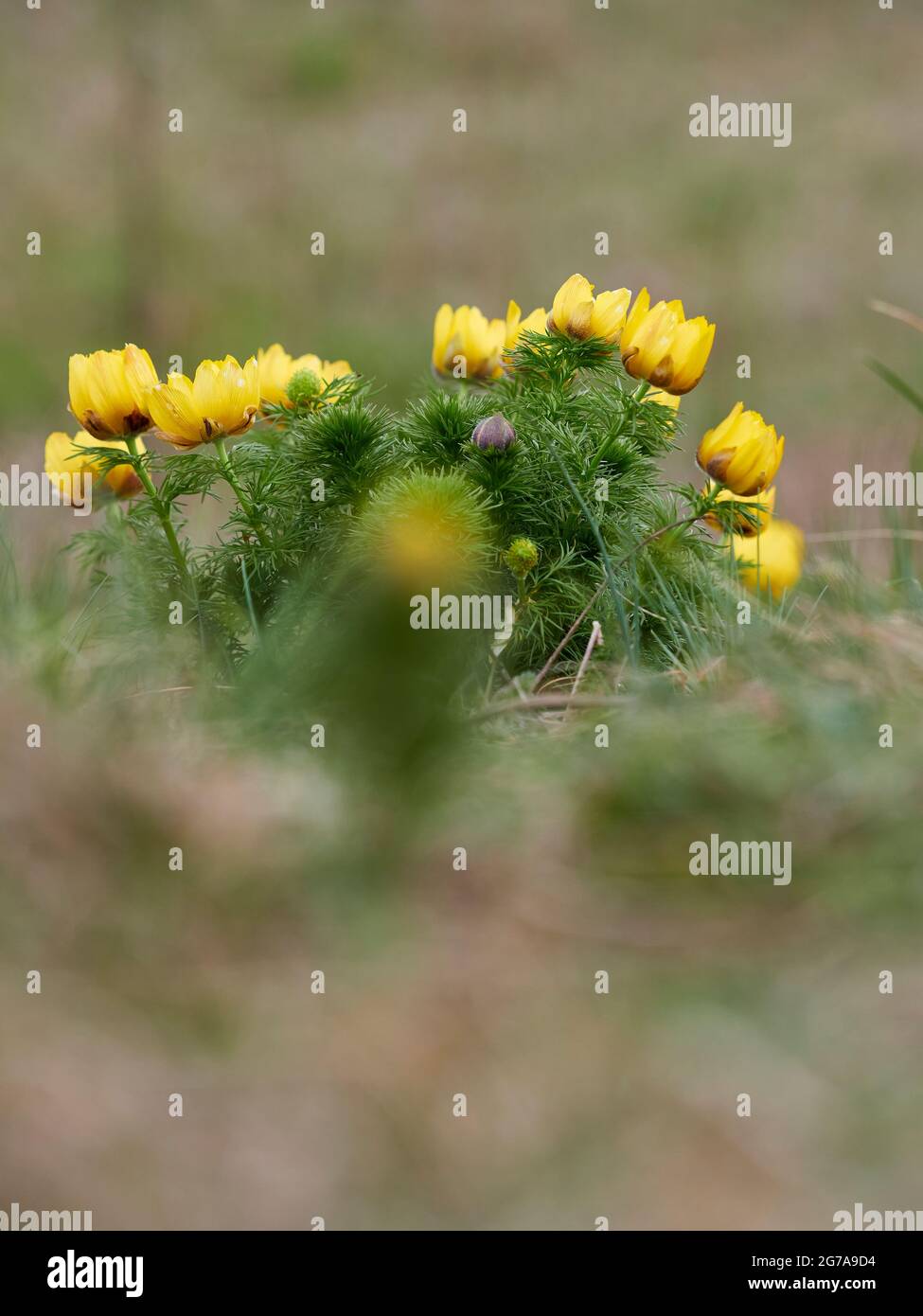 Spring Adonis, Spring Adonisröschen, Adonis vernalis Stock Photo - Alamy