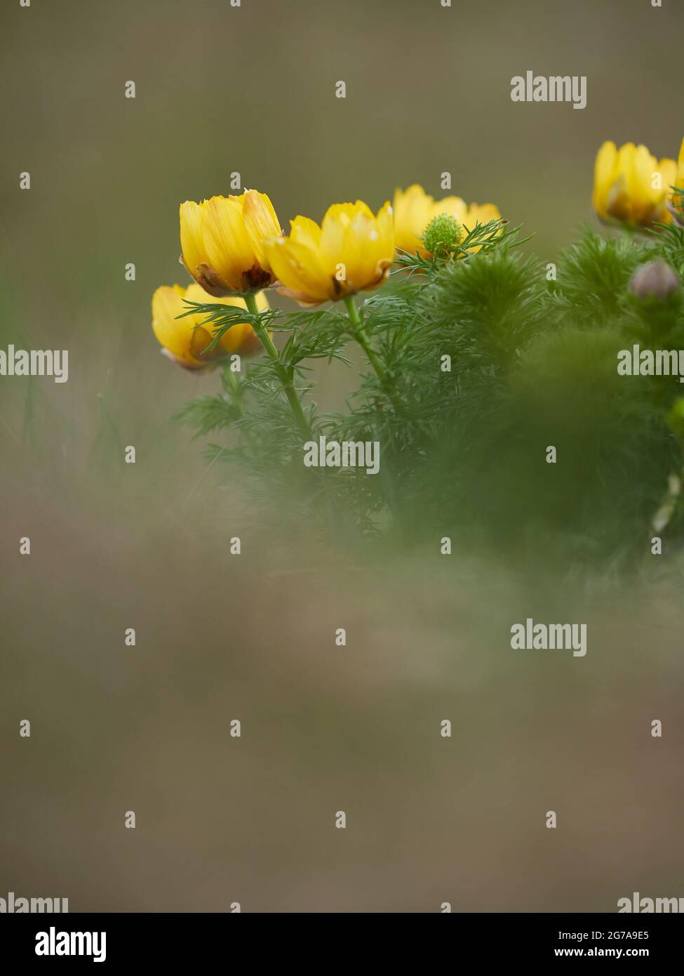 Spring Adonis, Spring Adonisröschen, Adonis vernalis Stock Photo - Alamy