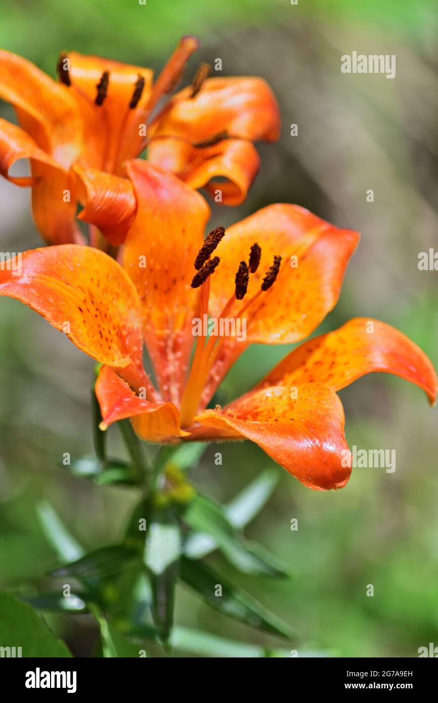 Lilium bulbiferum, common name orange lily Stock Photo - Alamy