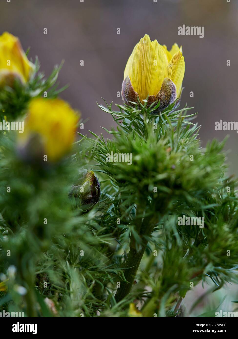 Spring Adonis Adonis Vernalis High Resolution Stock Photography and ...