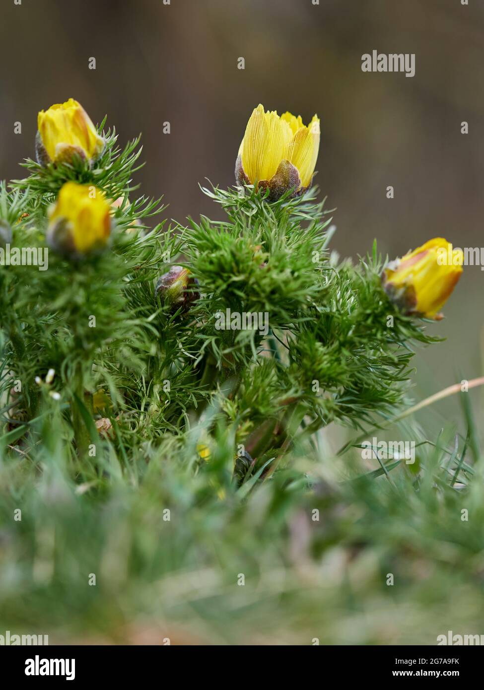 Spring Adonis, Spring Adonisröschen, Adonis vernalis Stock Photo - Alamy