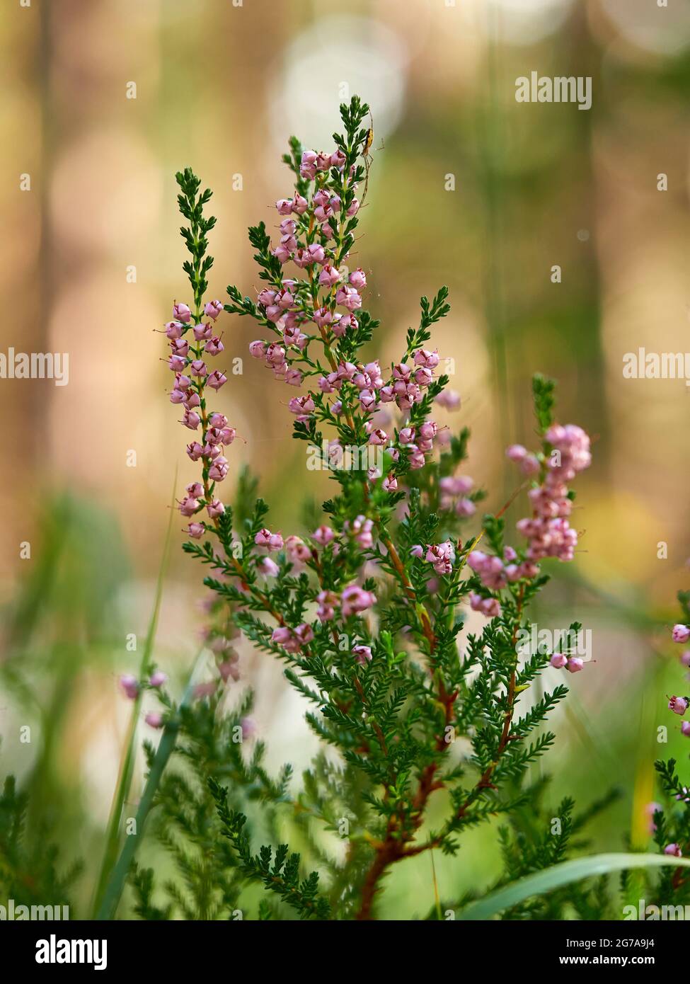 Common heather, Calluna vulgaris Stock Photo - Alamy