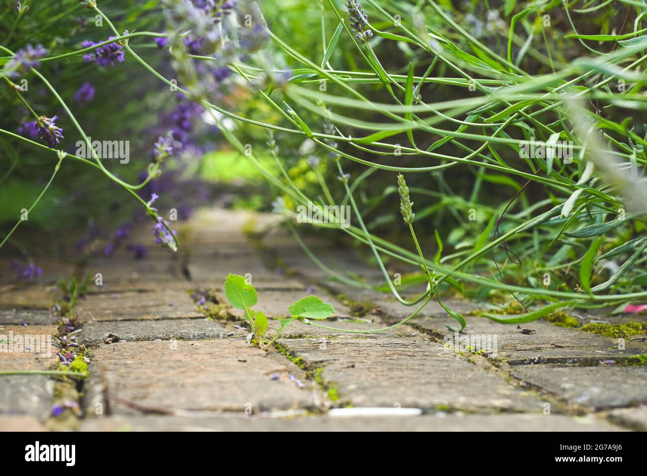 Low level floor perspective hi-res stock photography and images - Alamy